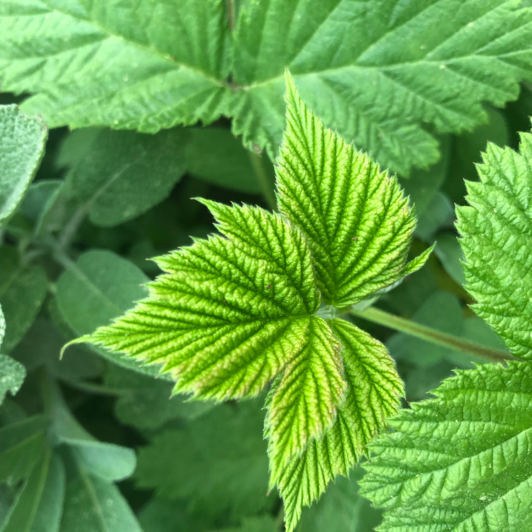 Estro Clear Detox Blend – Vesuvio Healthy Living